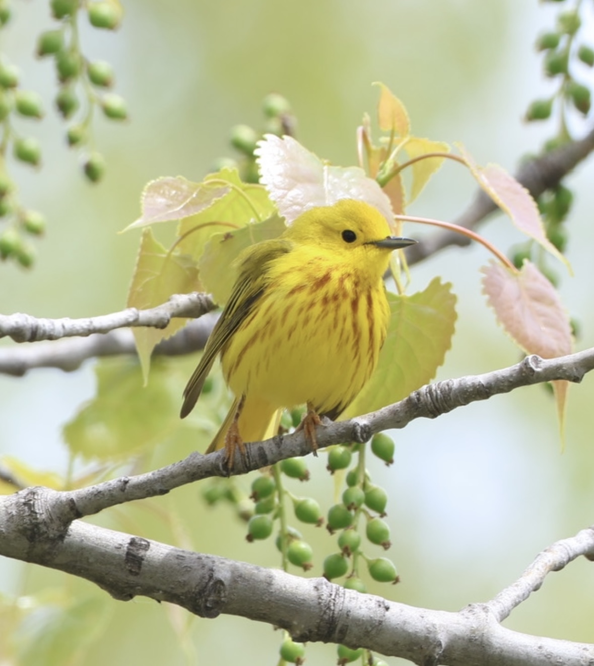 Just Some Birds
